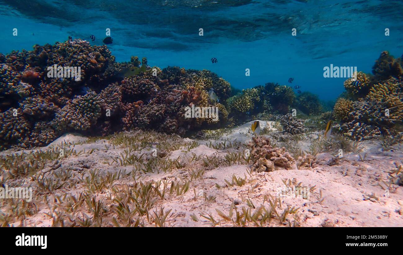 Red sea coral reef exotic hi-res stock photography and images - Alamy