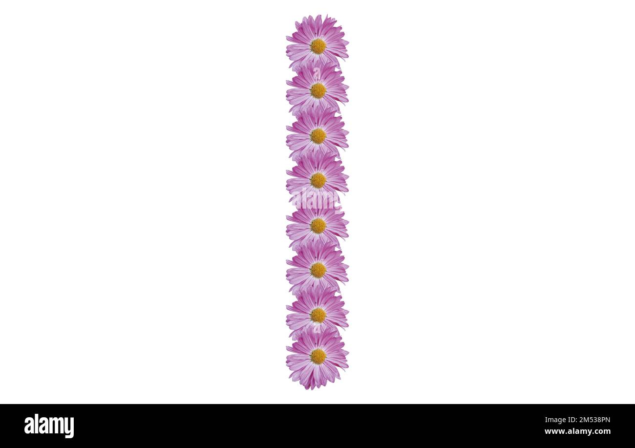 Letter I made with pink flower isolated on white background. Spring ...