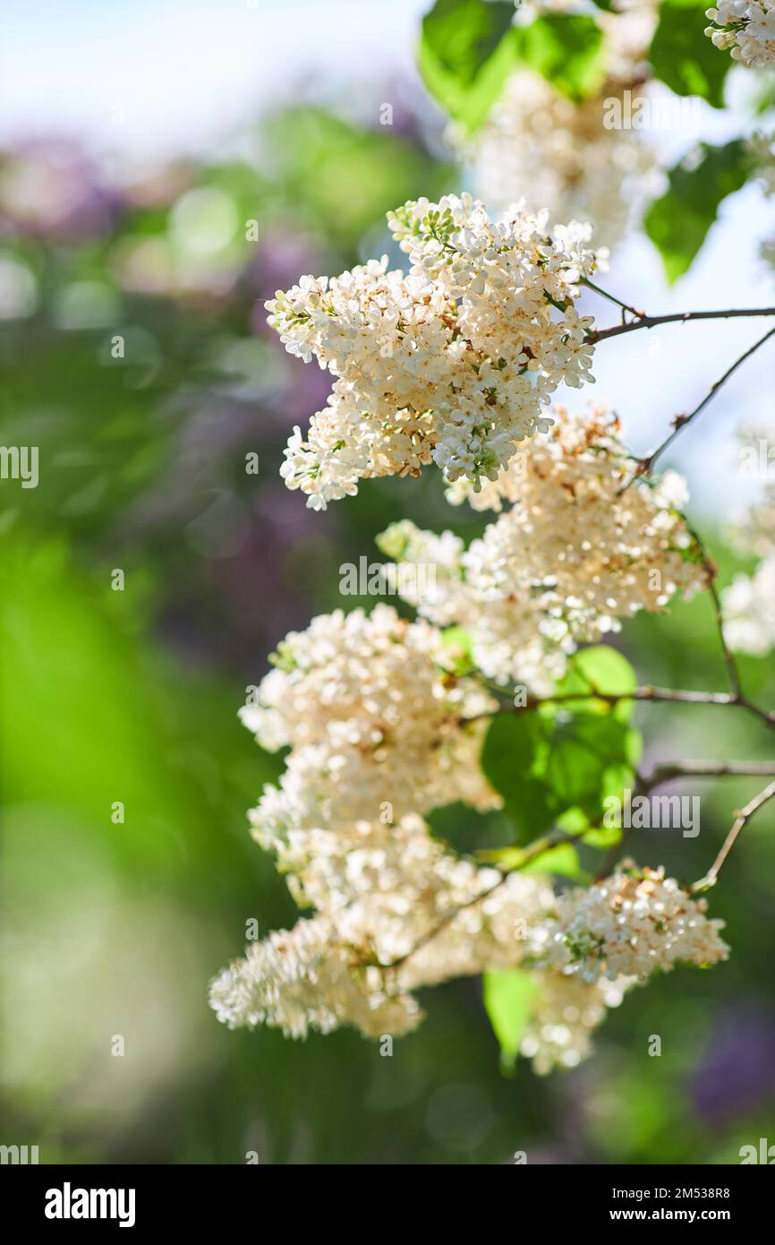 A branch of lilac lilac on a background of green leaves. Spring Stock ...
