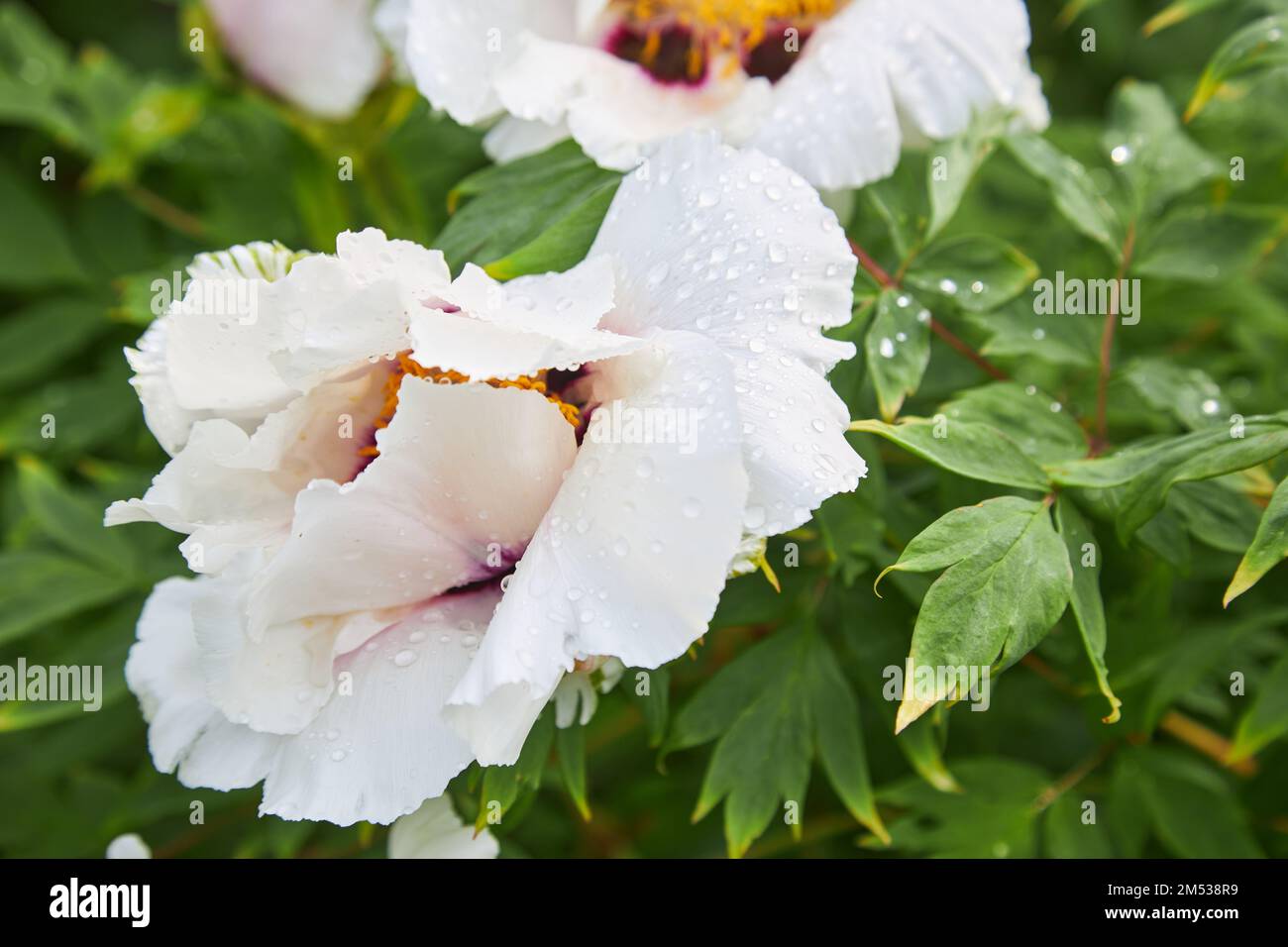 Beautiful white peony flower with rain drops or dew drops. White ...