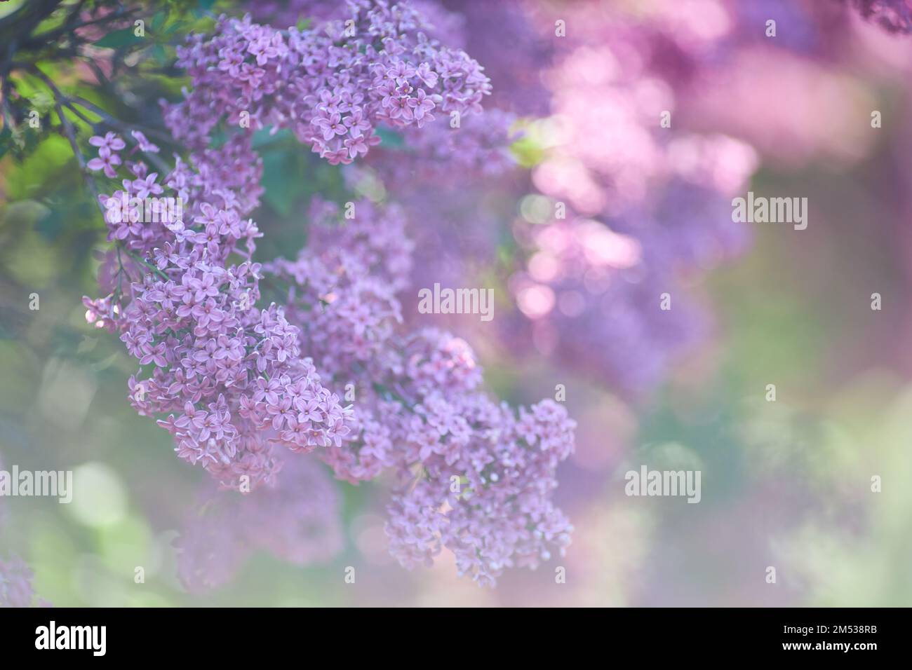 A branch of lilac lilac on a background of green leaves. Spring Stock ...