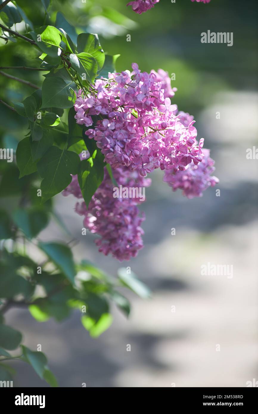 Beautiful lilac flowers with selective focus. Purple lilac flower with ...