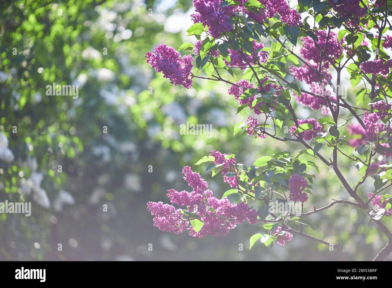 purple lilac shrub blossoms in spring. Beautiful floral nature ...