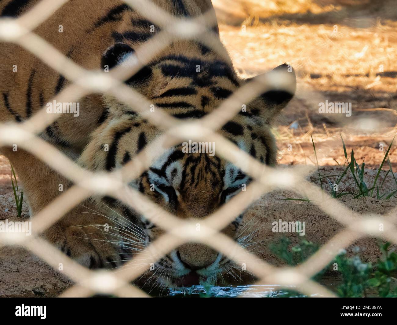 A Bengal tiger behind the bars in a zoo in closeup Stock Photo - Alamy