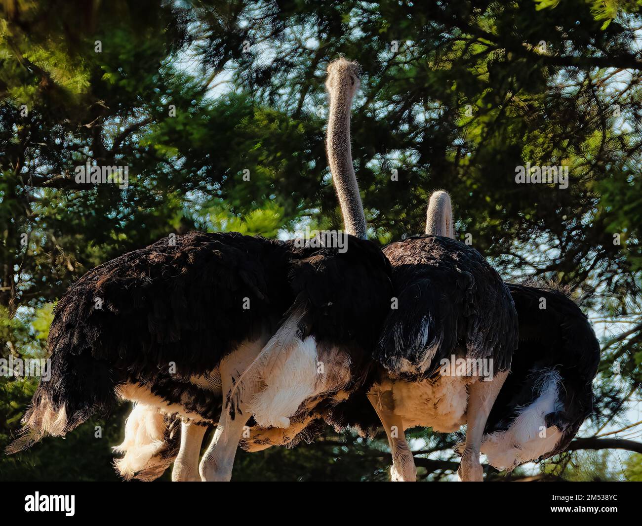 Ostrichs head on long hi-res stock photography and images - Alamy