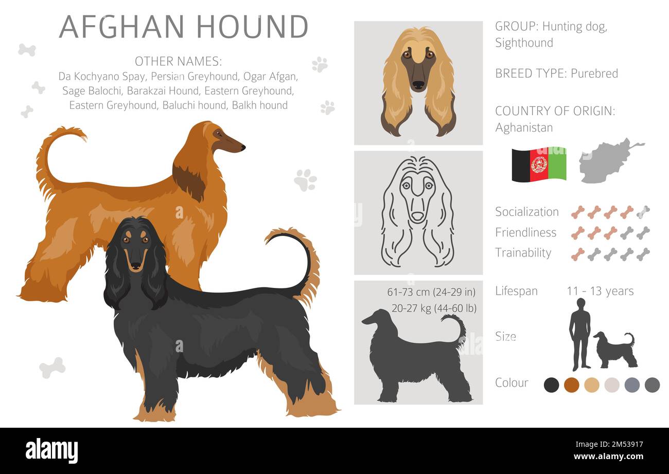 Afghan hound all colours clipart. Different coat colors set. Vector ...