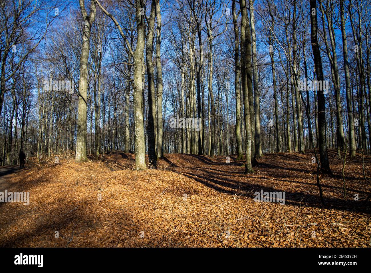 A forest ground path with high sunny leafless trees on a sunny day ...