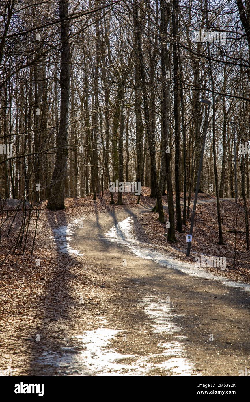 A forest ground path with high sunny leafless trees, vertical shot ...