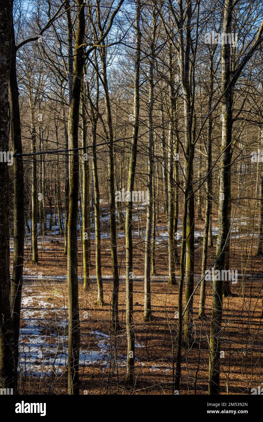 A forest ground with high sunny leafless trees, vertical shot Stock ...