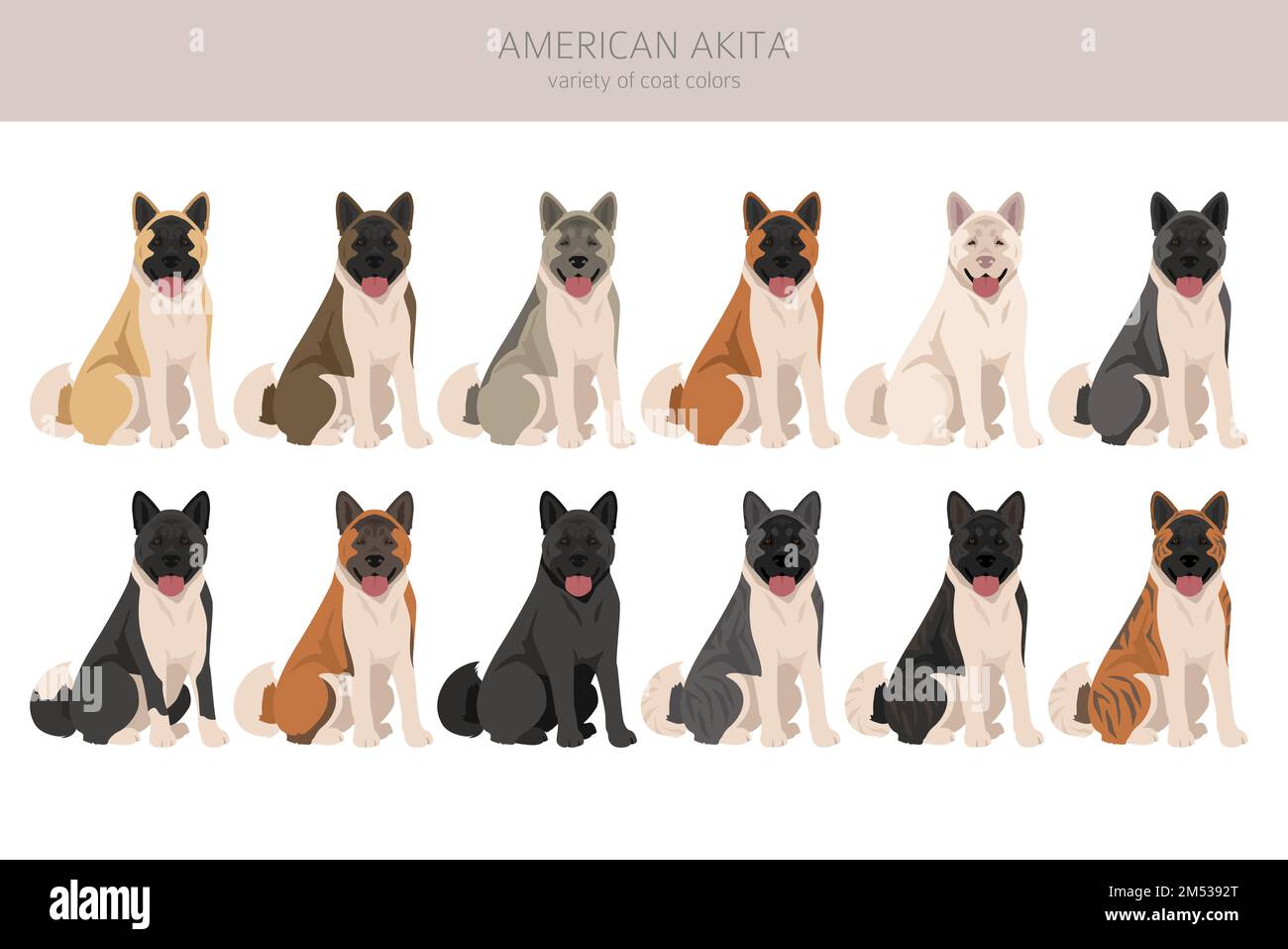 American Akita dog clipart. All coat colors set. Different position ...