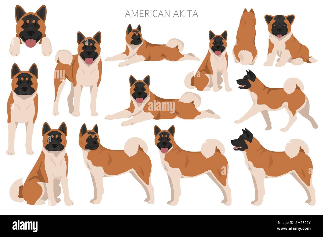 American Akita dog clipart. All coat colors set. Different position ...