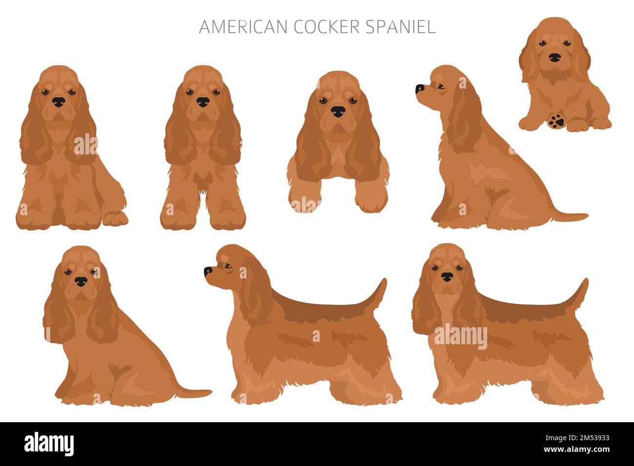 American cocker spaniel all coat colors clipart. All dog breeds ...