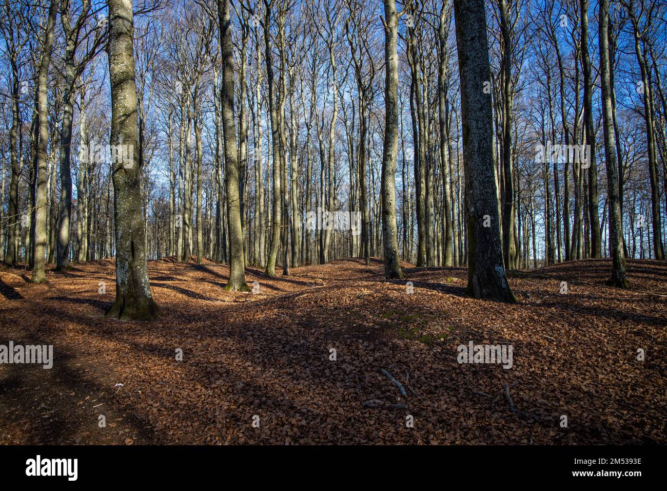 A forest ground path with high sunny leafless trees Stock Photo - Alamy