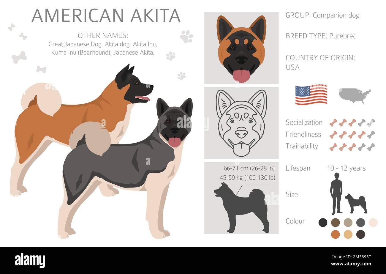 American Akita dog clipart. All coat colors set. Different position ...