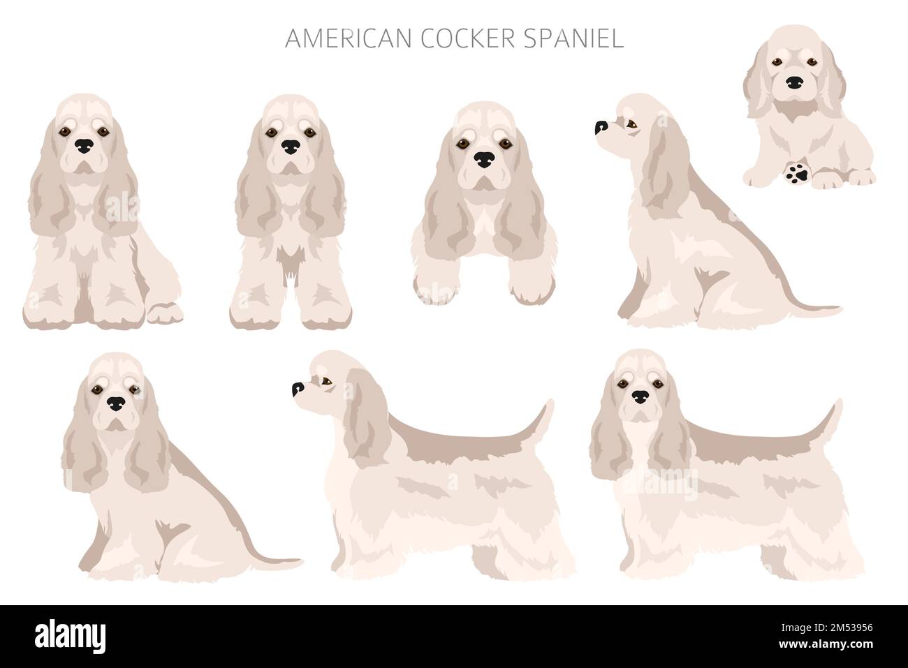 American cocker spaniel all coat colors clipart. All dog breeds ...