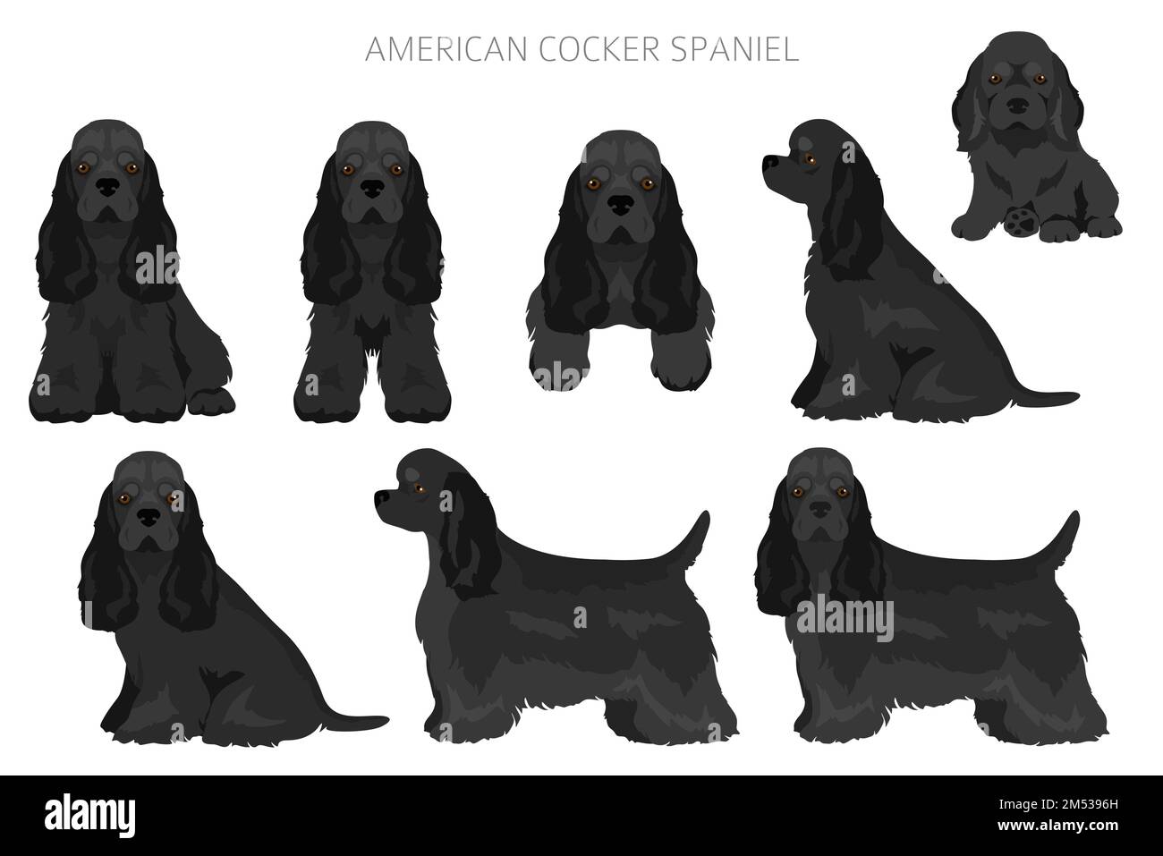American cocker spaniel all coat colors clipart. All dog breeds ...