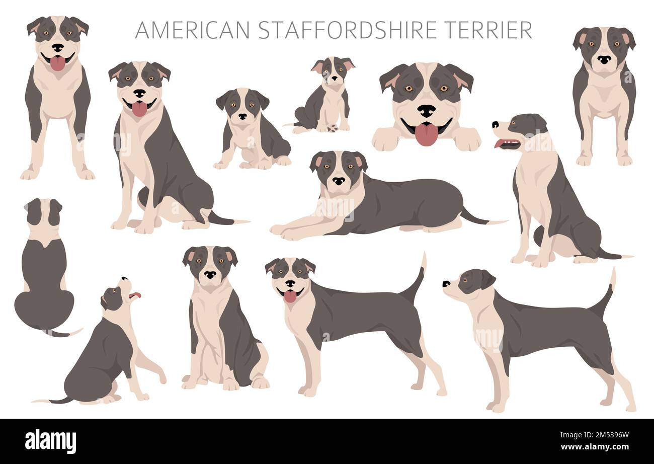 American staffordshire terrier clipart. Coat colors set. All dog breeds ...
