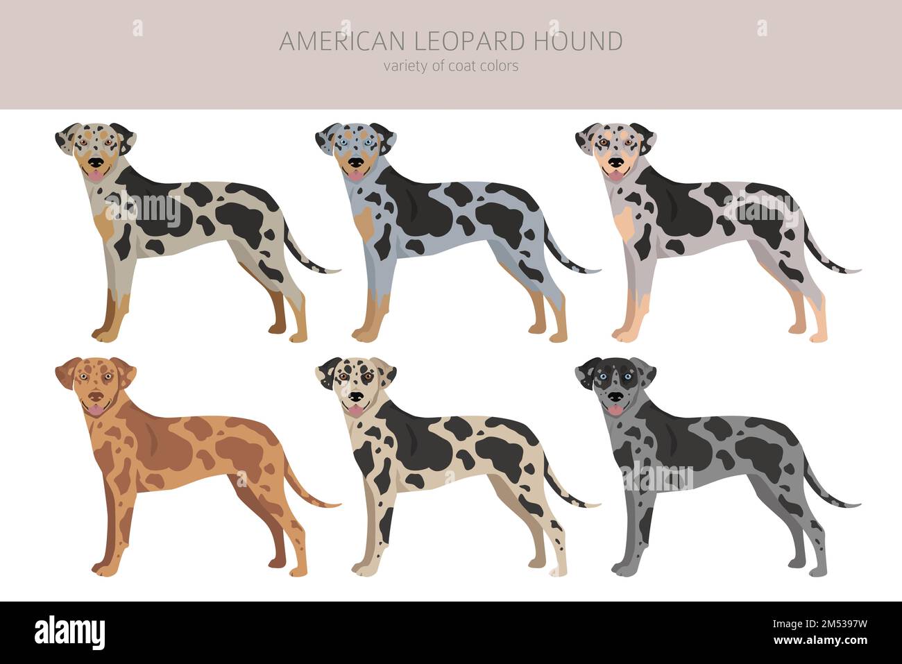 American leopard hound all coat colors clipart. All dog breeds ...
