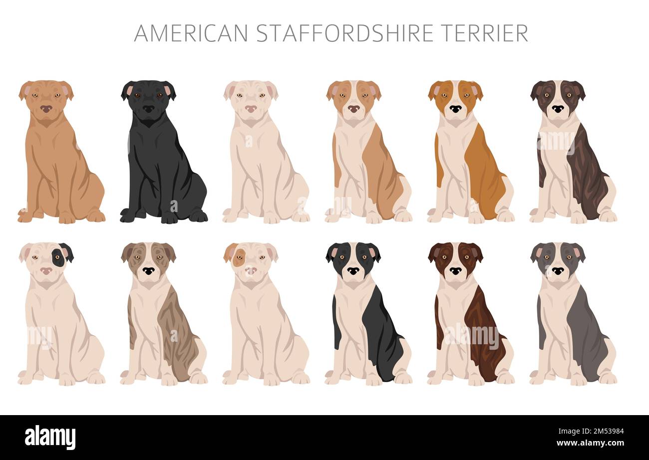 American staffordshire terrier clipart. Coat colors set. All dog breeds ...