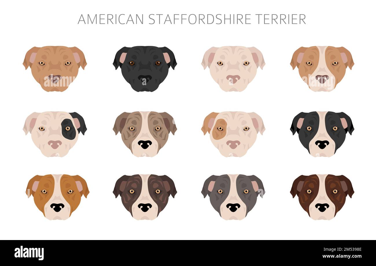 American staffordshire terrier clipart. Coat colors set. All dog breeds ...
