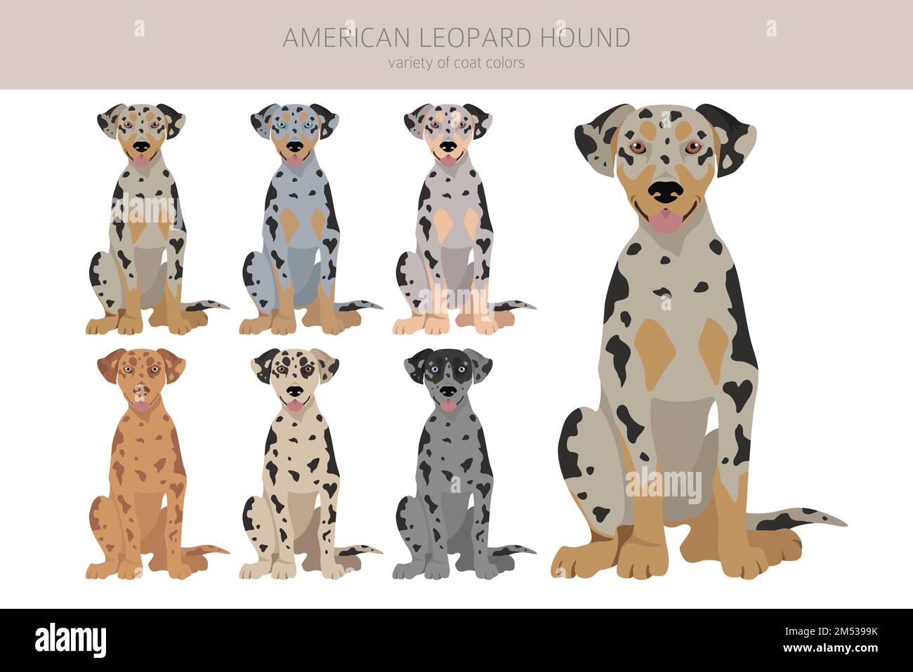 American leopard hound all coat colors clipart. All dog breeds ...