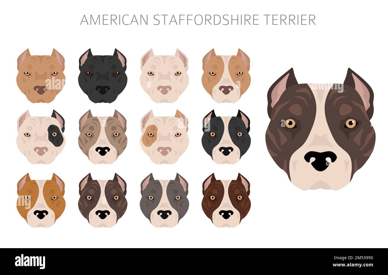 American staffordshire terrier clipart. Coat colors set. All dog breeds ...