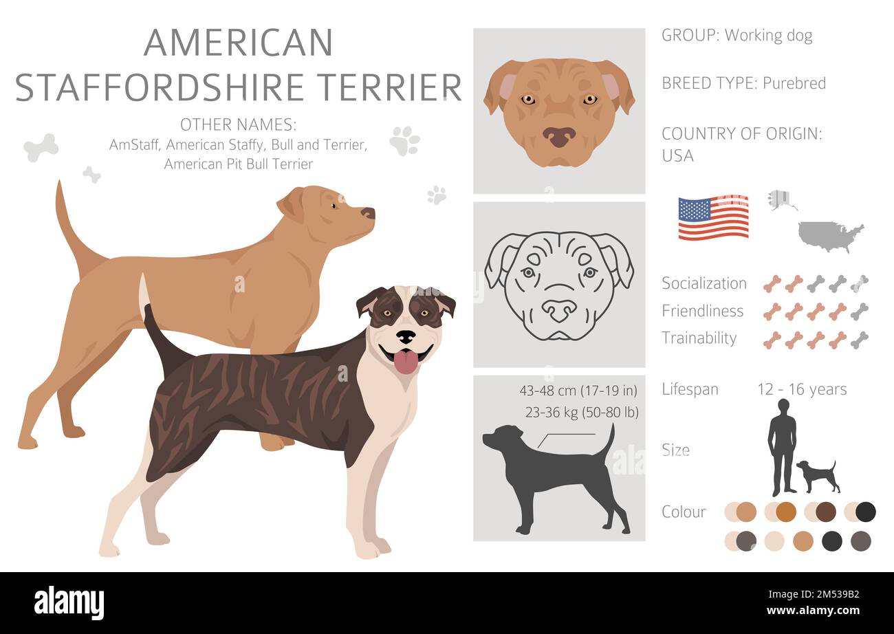 American staffordshire terrier clipart. Coat colors set. All dog breeds ...