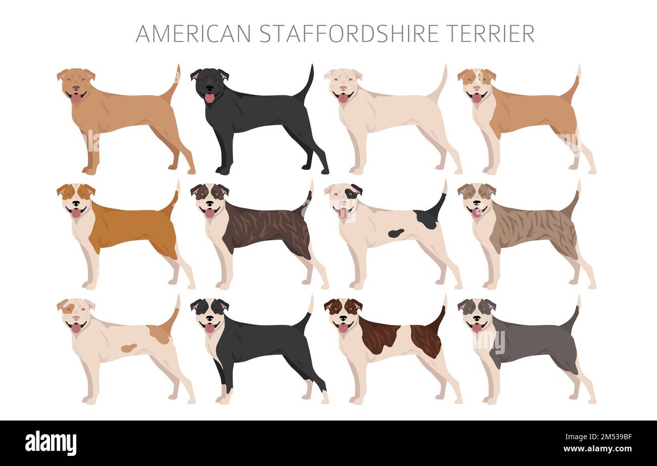 American staffordshire terrier clipart. Coat colors set. All dog breeds ...
