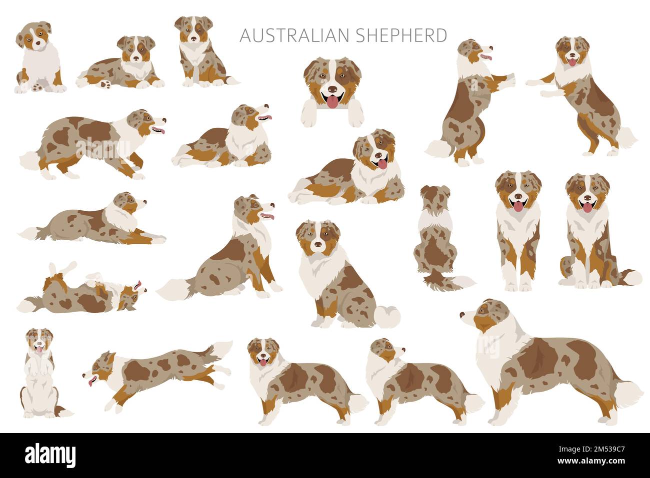 Australian shepherd clipart. Coat colors Aussie set. All dog breeds ...