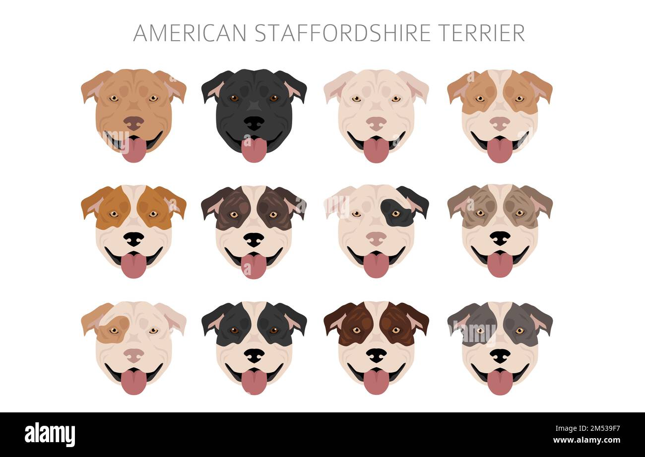 American staffordshire terrier clipart. Coat colors set. All dog breeds ...