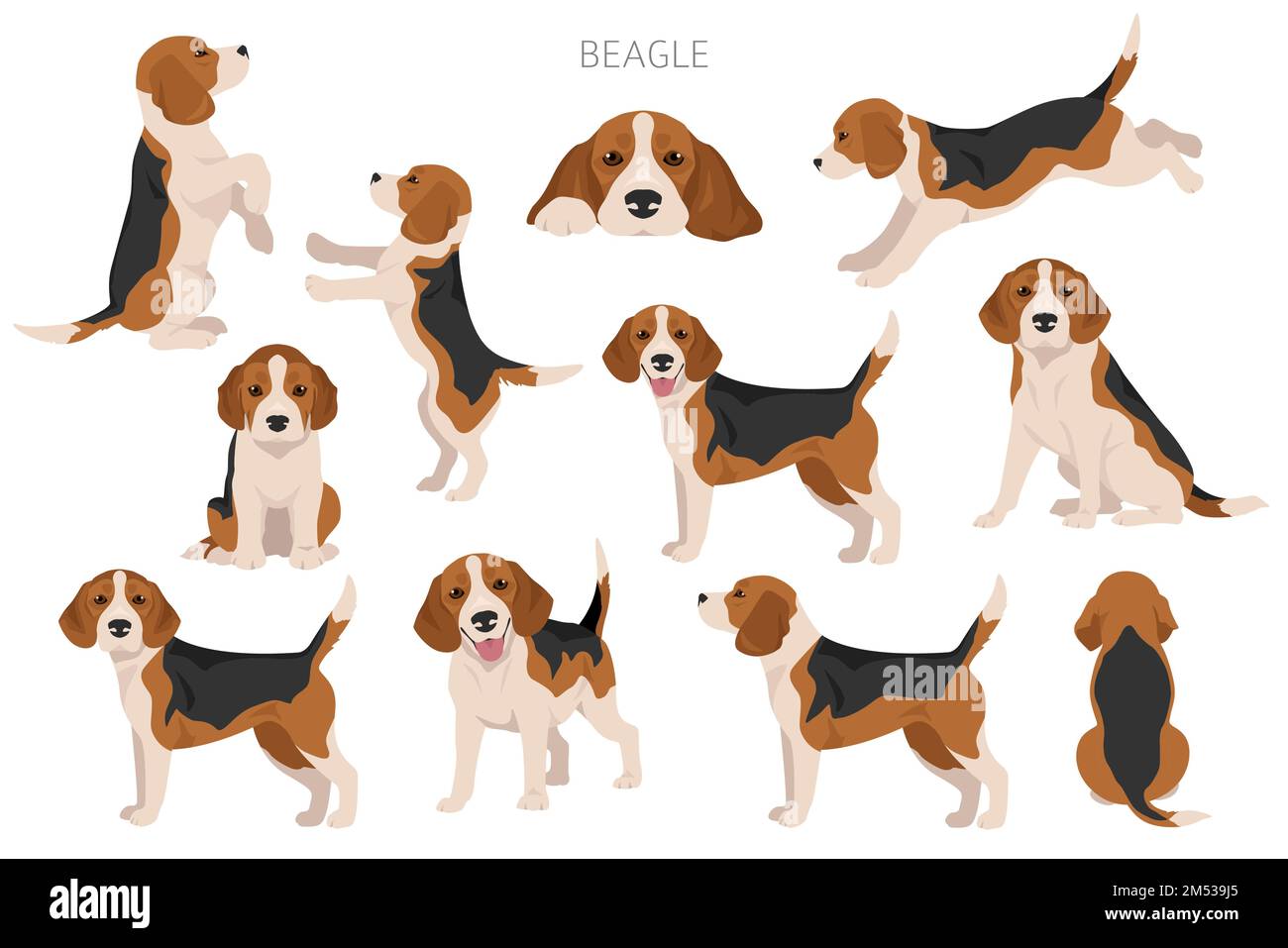 Beagle dog dog clipart. All coat colors set. Different position. All ...