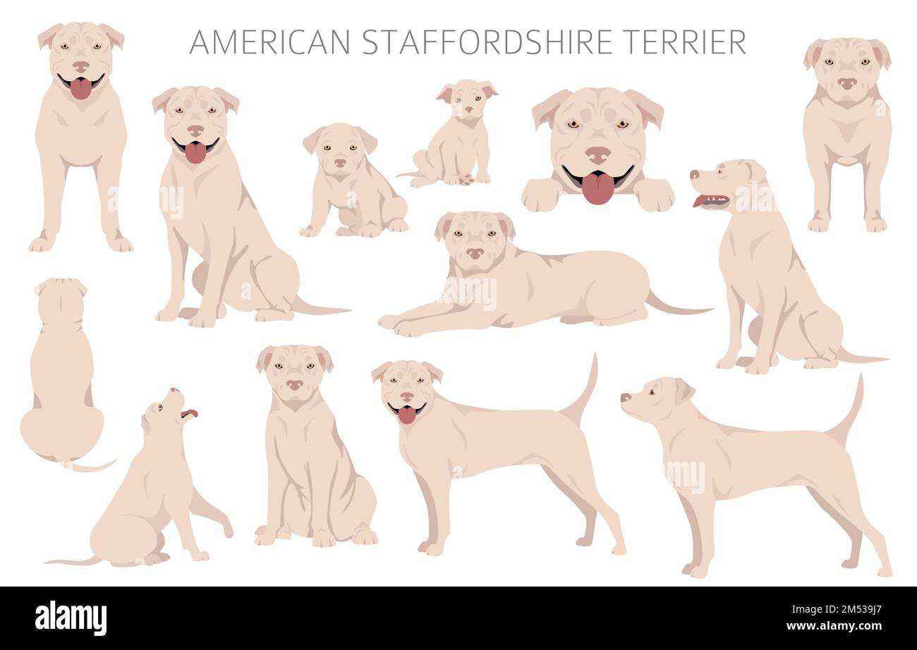 American staffordshire terrier clipart. Coat colors set. All dog breeds ...