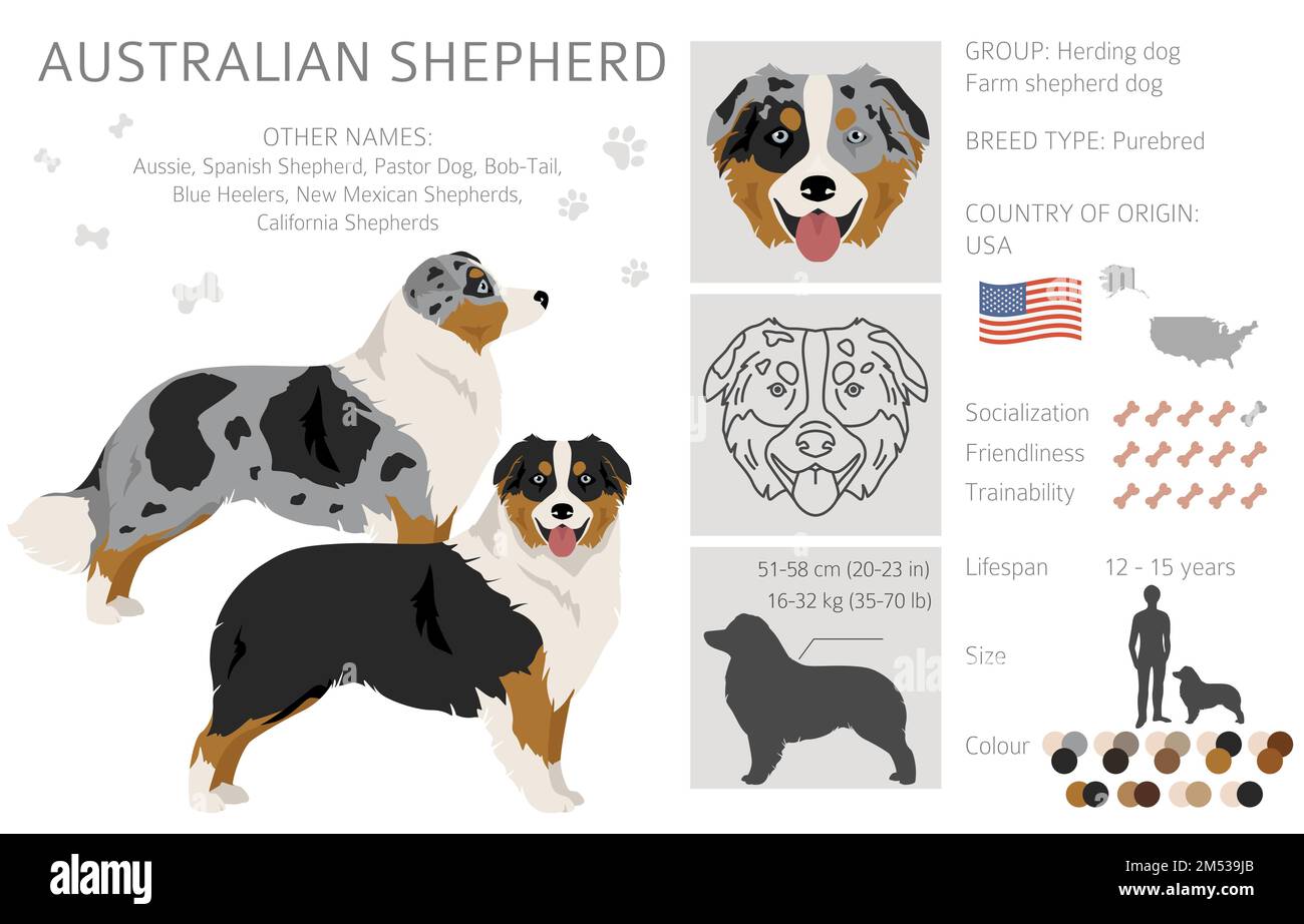 Australian shepherd clipart. Coat colors Aussie set. All dog breeds ...