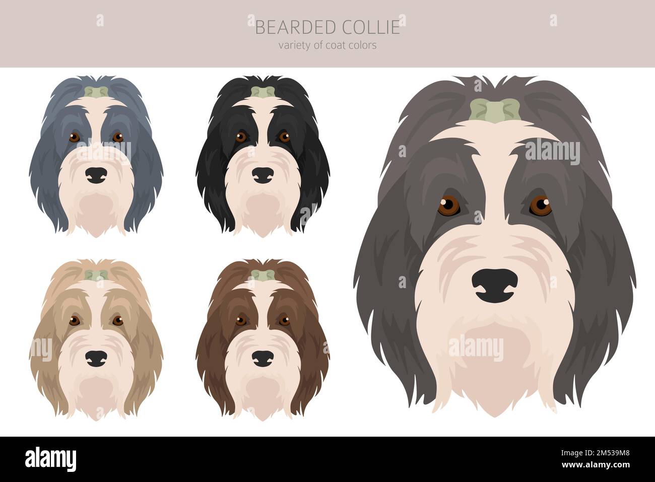 Bearded Collie dog clipart. All coat colors set. Different position ...