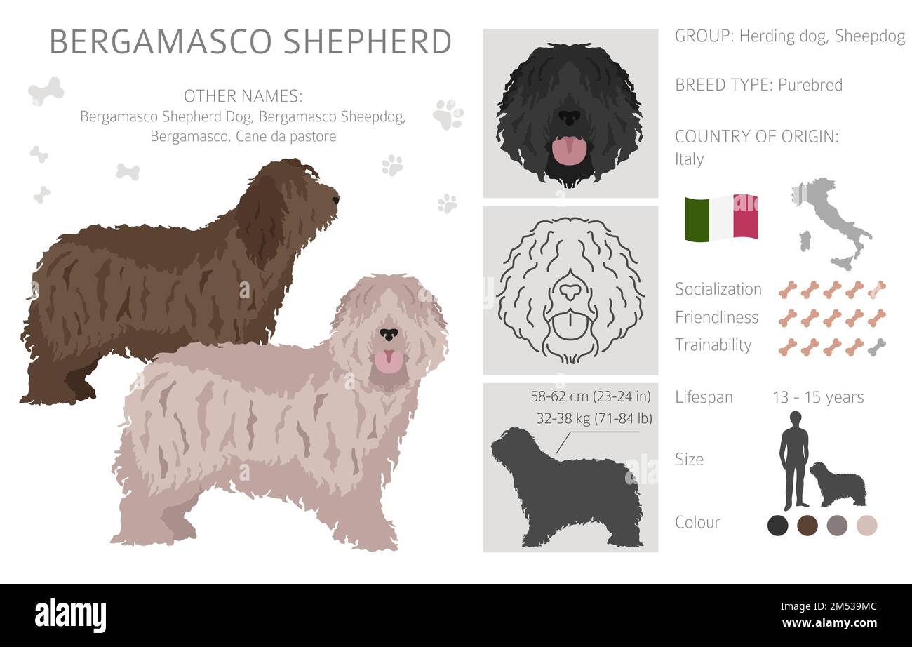 Bergamasco shepherd clipart. Different coat colors and poses set ...