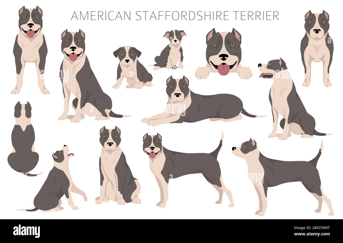 American staffordshire terrier clipart. Coat colors set. All dog breeds ...