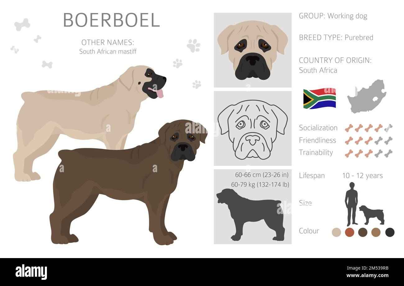 Boerboel clipart. Different coat colors and poses set. Vector ...