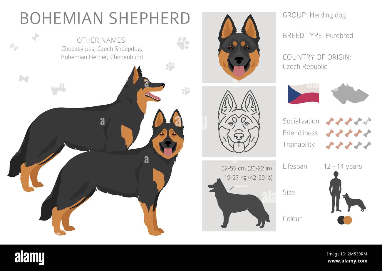 Bohemian Shepherd dog clipart. All coat colors set. Different position ...