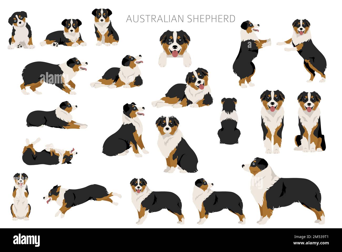 Australian shepherd clipart. Coat colors Aussie set. All dog breeds ...