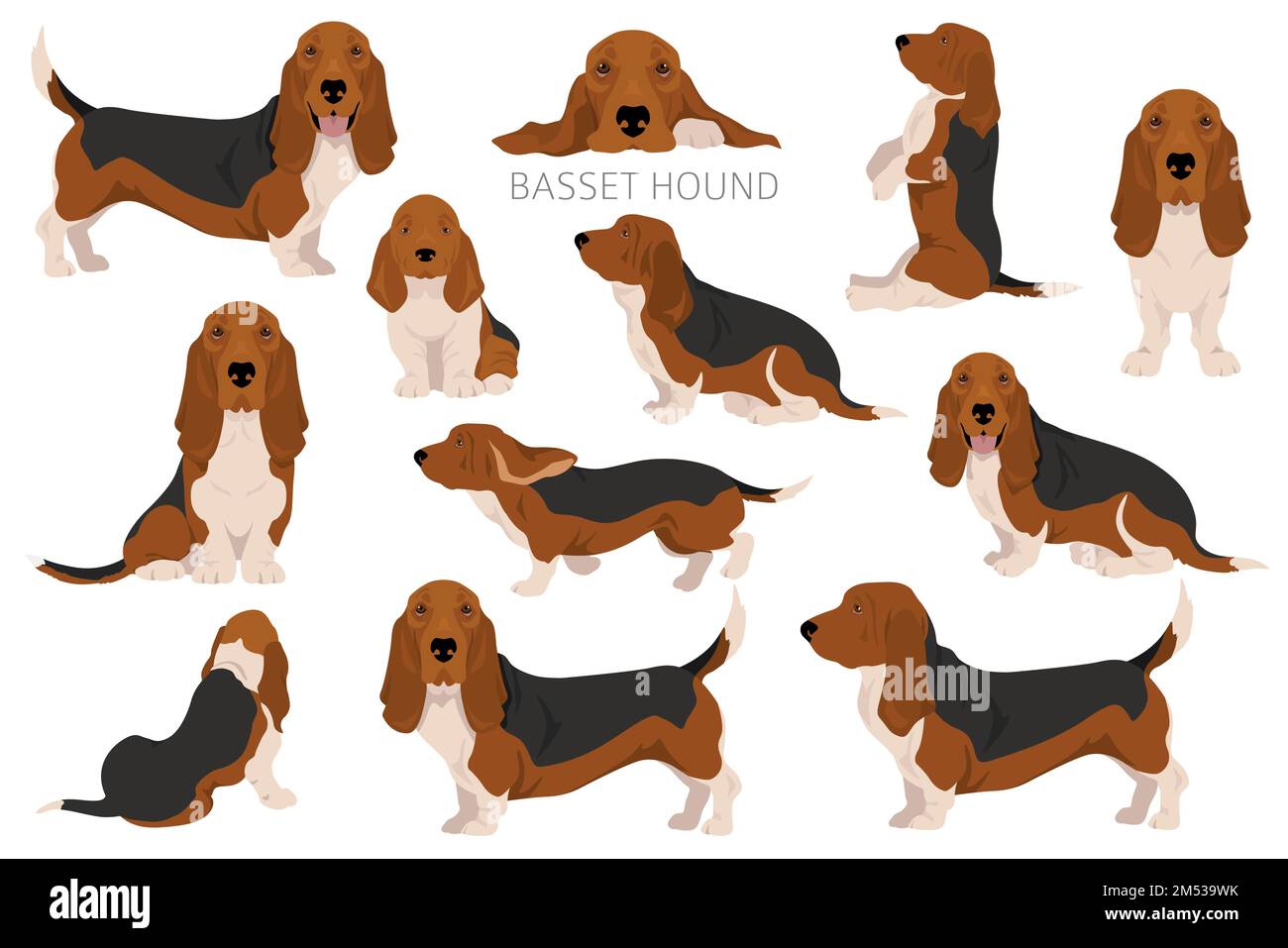 Dog breed colors chart hi-res stock photography and images - Alamy