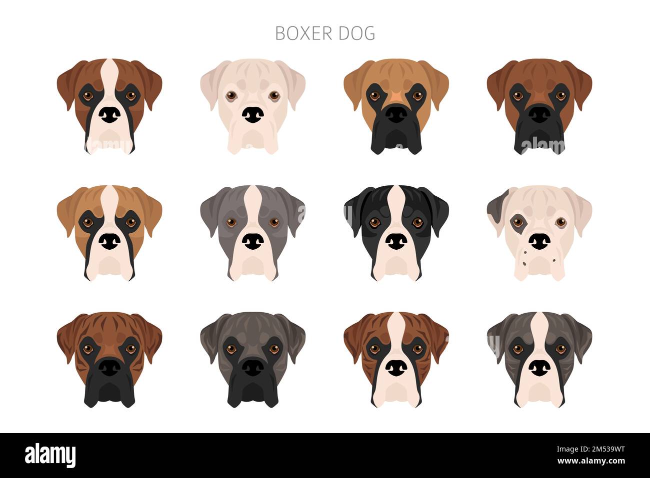 Boxer dog clipart. All coat colors set. Different position. All dog ...