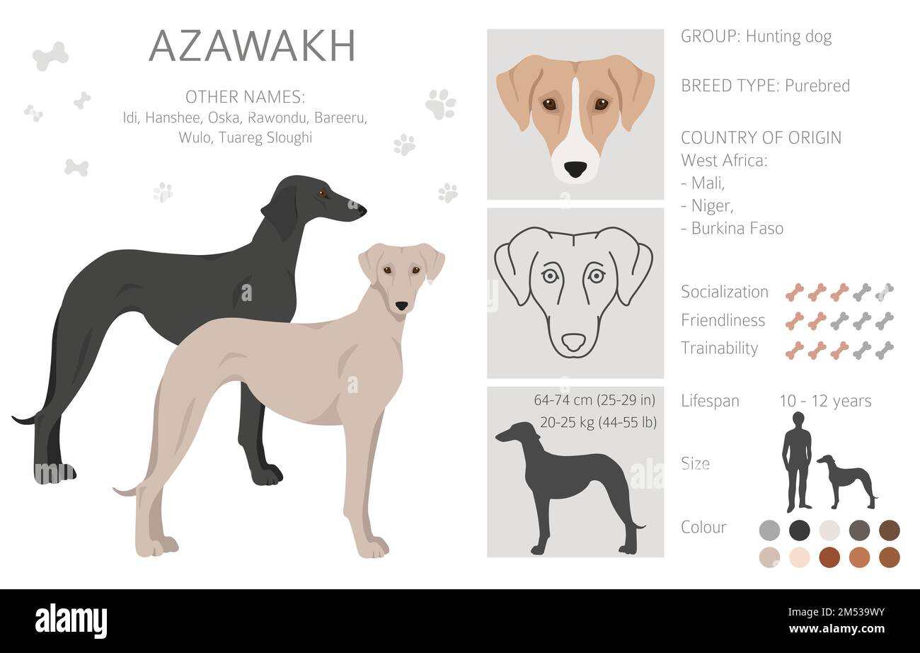 Azawakh all colours clipart. Different coat colors and poses set ...