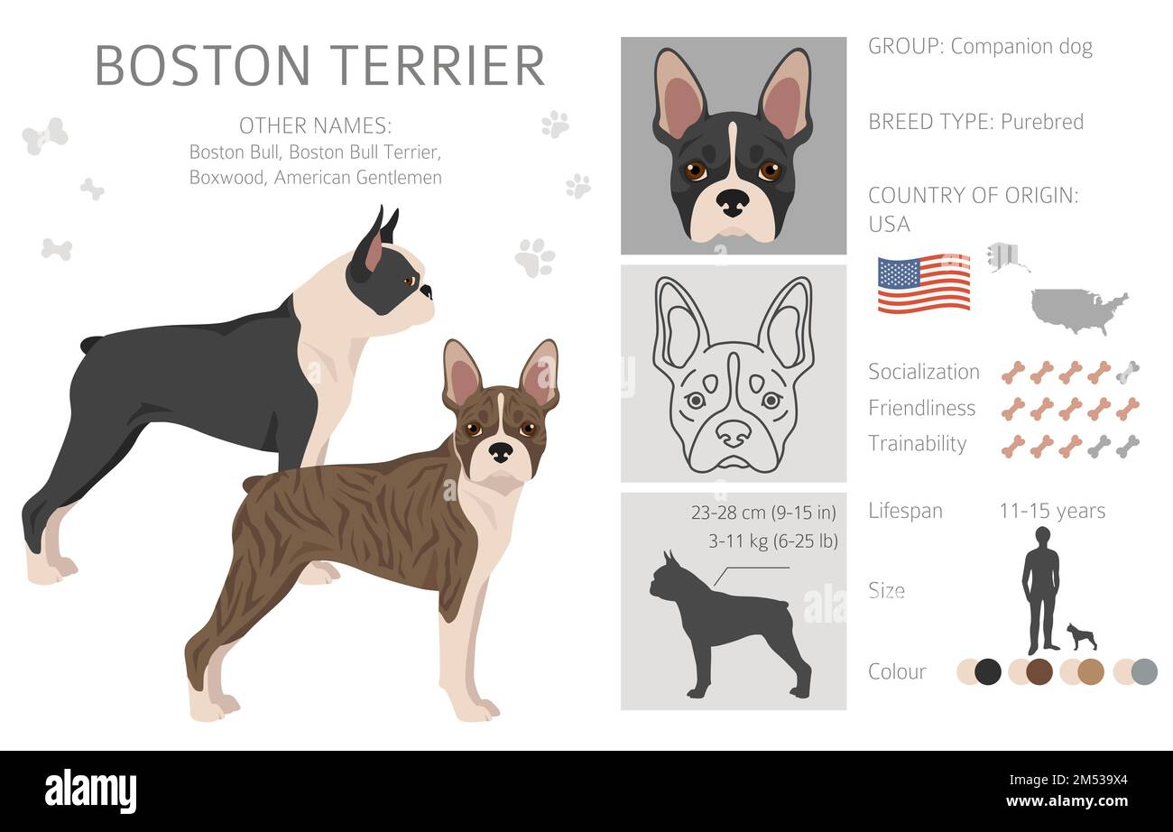 Boston Terrier dog clipart. All coat colors set. Different position ...