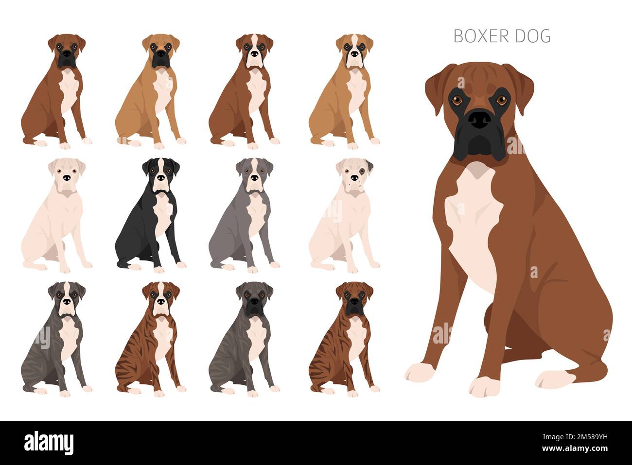Boxer dog clipart. All coat colors set. Different position. All dog ...