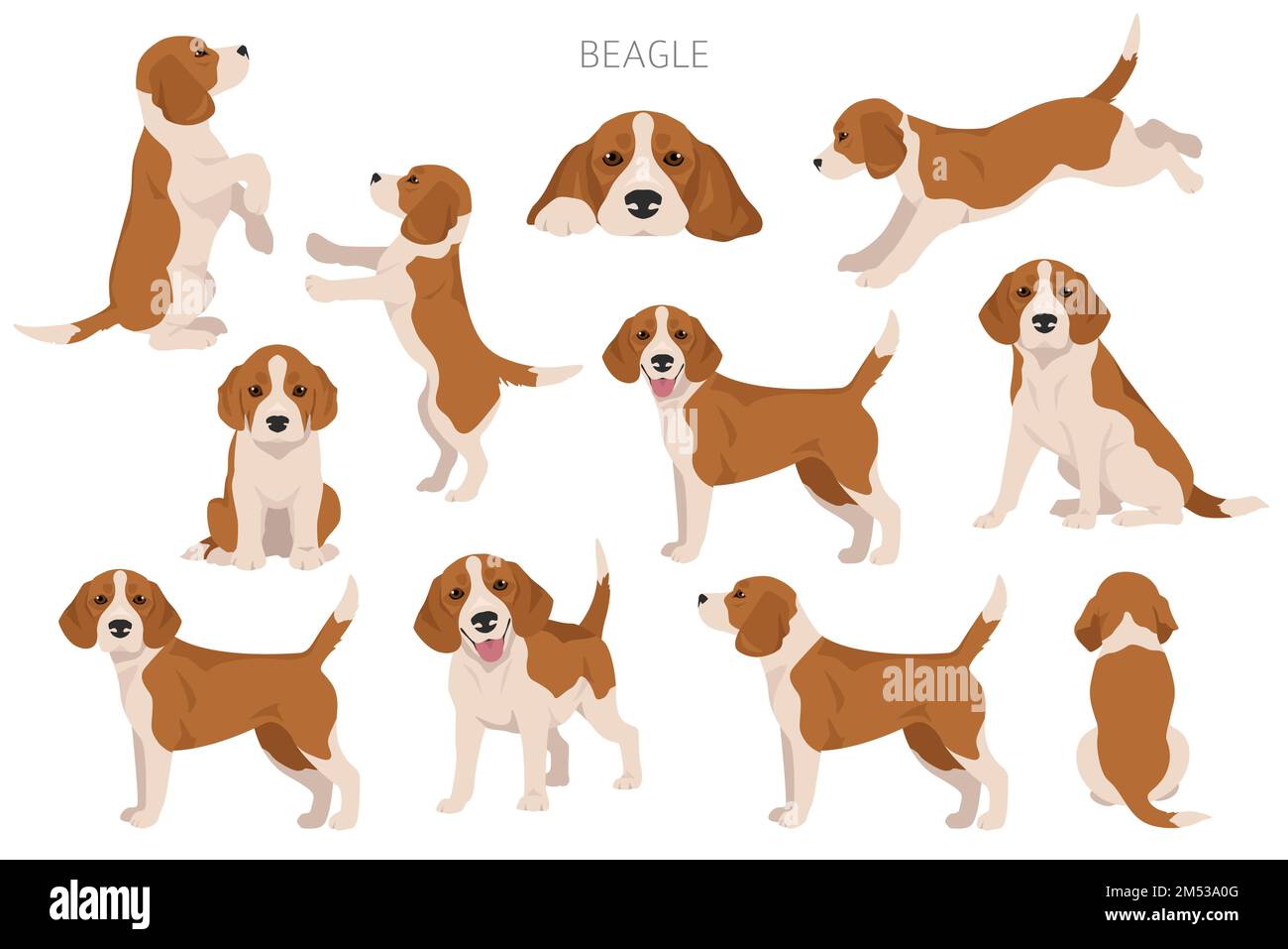 Beagle colors hi-res stock photography and images - Alamy