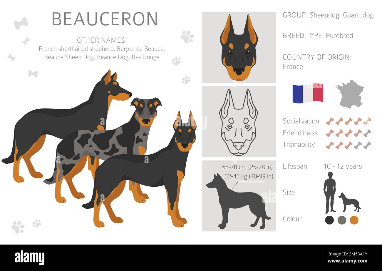 Beauceron clipart. Different coat colors and poses set. Vector ...