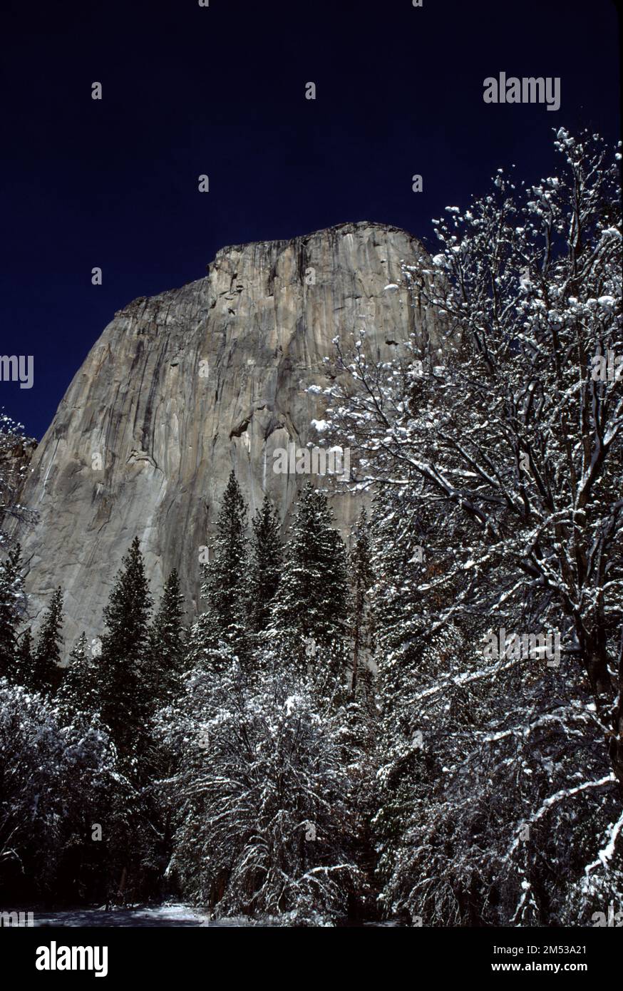 Yosemite National Park CA USA 12/1985 winter mantle of snow and Badger ...