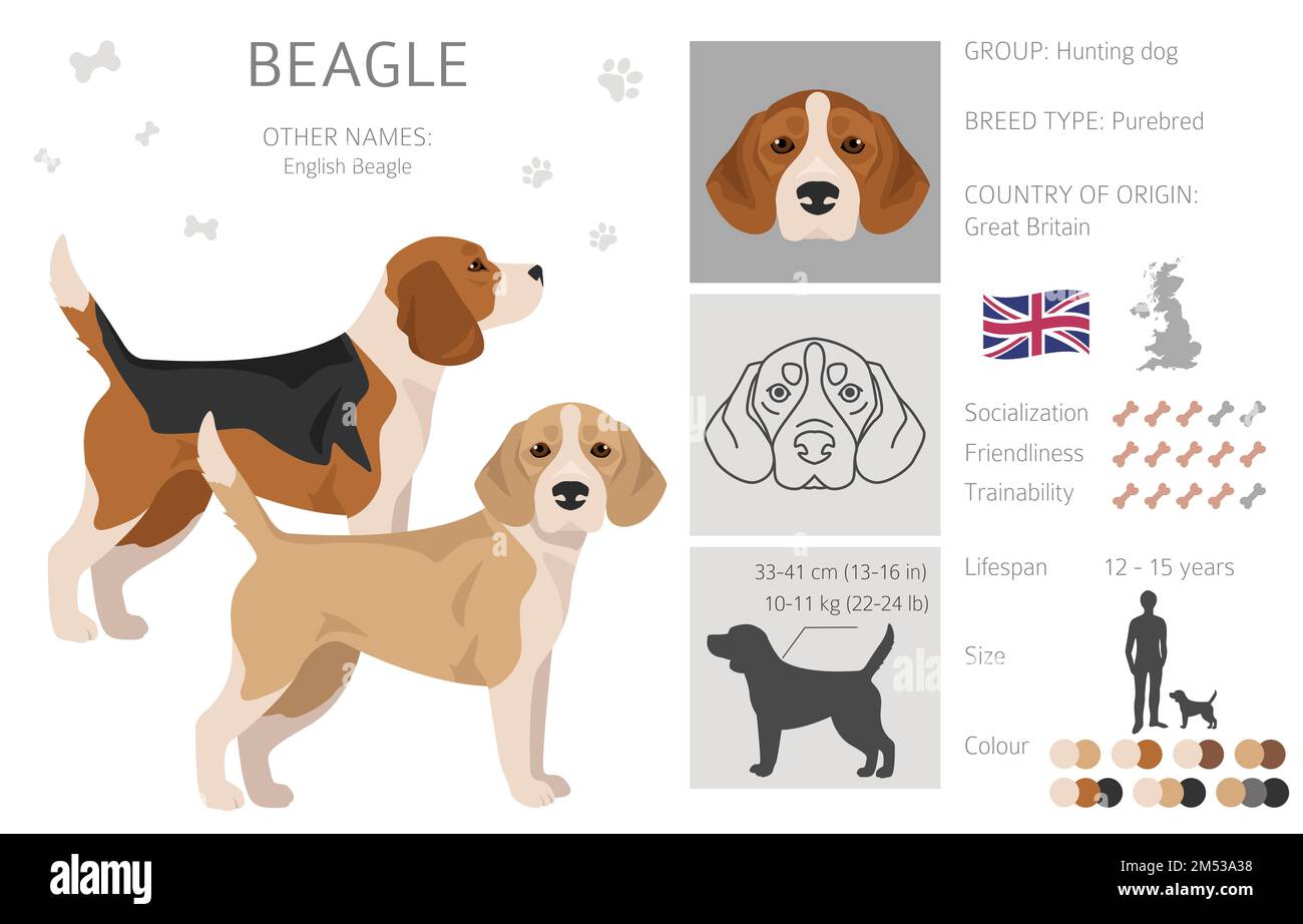 Beagle dog dog clipart. All coat colors set. Different position. All ...