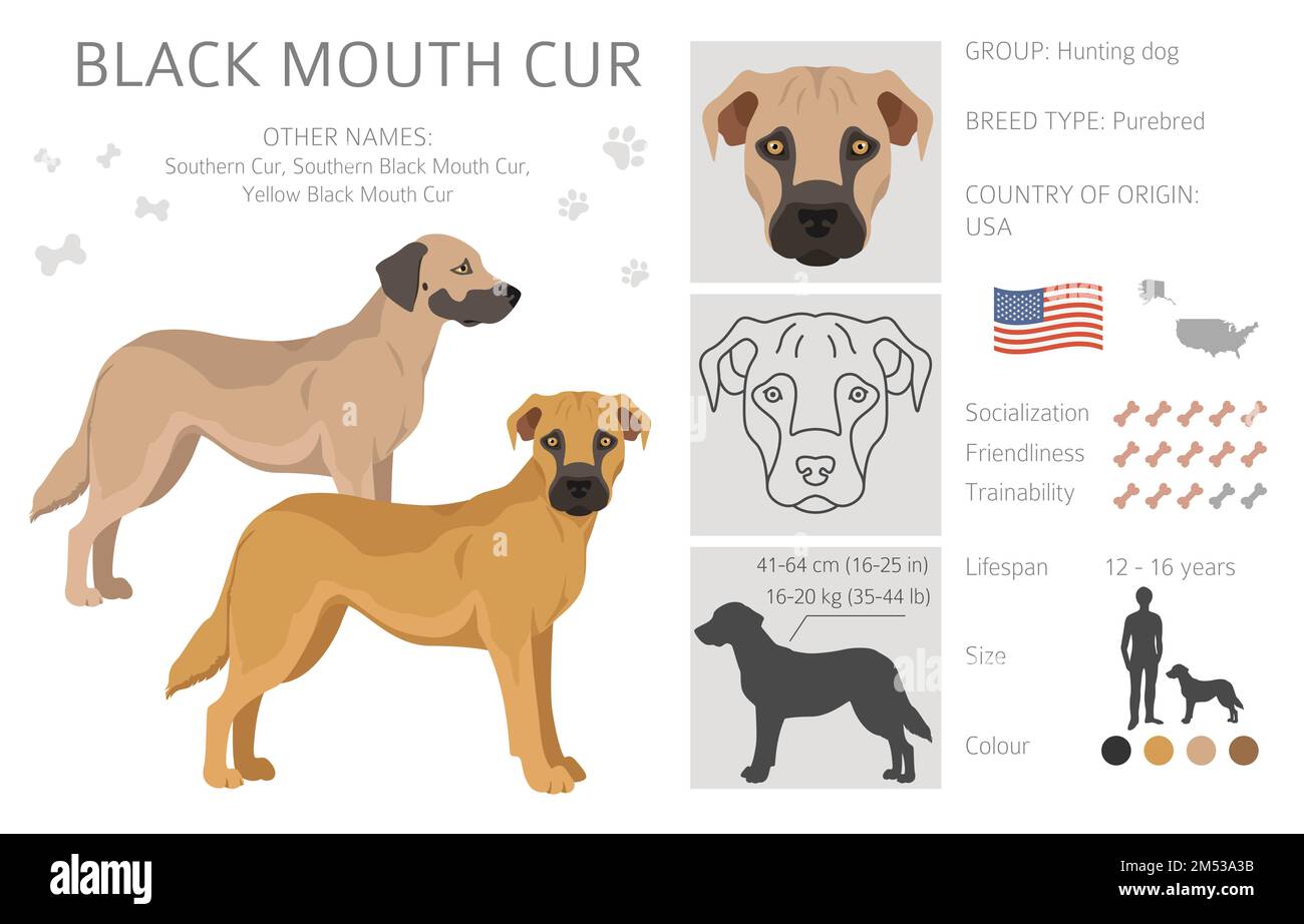 Black mouth cur clipart. Different coat colors and poses set. Vector ...