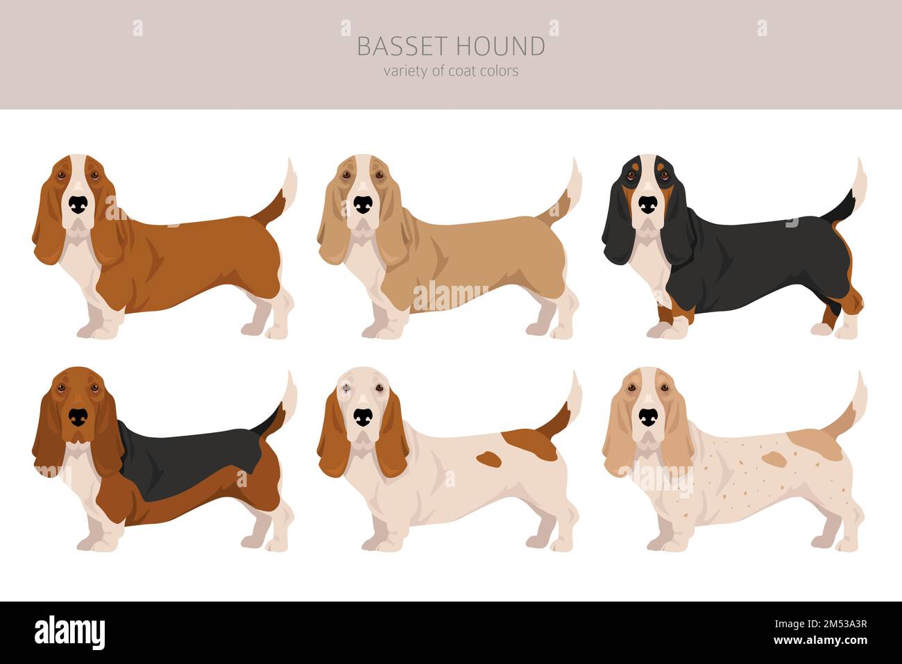Basset Hound dog clipart. All coat colors set. Different position. All ...